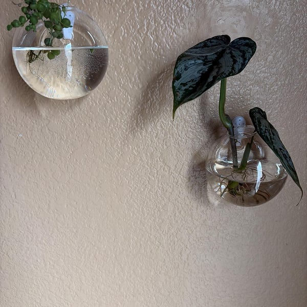 Hanging Glass Wall Planter Propagation Terrarium Vase Quick Hook - Etsy