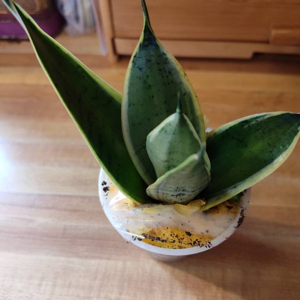 Epipremnum Aureum Manjula Pothos Plant Cuttings 33nodes Devils Ivy ...