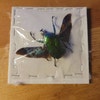 Pack of 5 Jewel Beetles Gelaeus Walkeri 20/30mm, for All Your Taxidermy ...