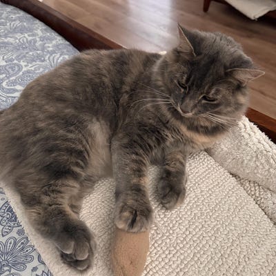 Squeaky Gavel Dog Toy - Etsy