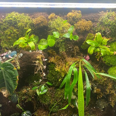 Birch Pole Curtain Rod Rustic Decor Birch Logs White Birch - Etsy