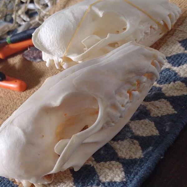 Fox Skull, Taxidermy, Animal Skull Collection Lover Gift, Exotic Nature ...