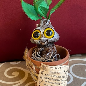 Mandrake Plant Seedling Adorable Magical Root in A Small Terracotta Pot ...