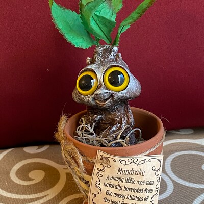 Mandrake Plant Seedling Adorable Magical Root in A Small Terracotta Pot ...