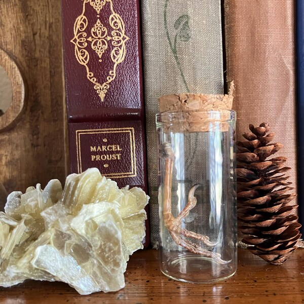 Real Moose Pellet in Glass Vial, Moose Poop, Animal Dung, Weird Gift ...