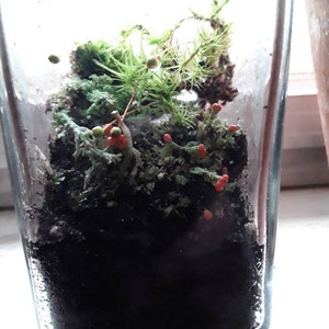 2 Pack Pixie Cup Live Lichen Moss for Terrariums Fairy Gardens | Etsy