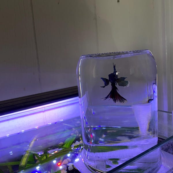 Inverted Betta Tank Holder, Panoramic View for Betta Fish, 360 View for ...