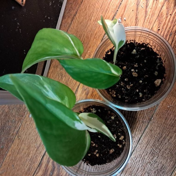 Rare Manjula Potho/mutant Manjula/hybrid Manjula High Viraigation ...