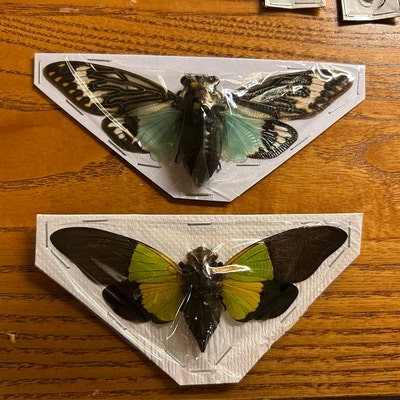 Real Beetle/insect Specimen / Cloche Jar Insect Display Specimen ...