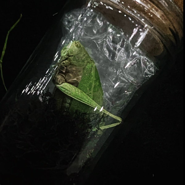 Mini Bug Curiosity Insect Specimen Jars | Entomology Apothecary Bottles ...