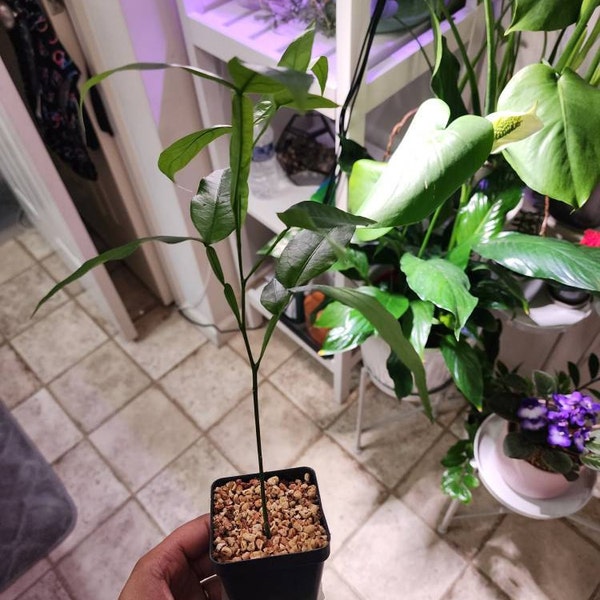 Spanish Lime Genip Guinep Ginepa Limoncillo Mamoncillo Fruit Seedling ...