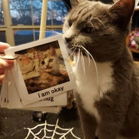Silly Cat Themed Communication Cards (AAC, Nonverbal Aid, Autism ...