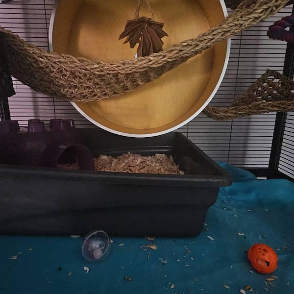 Hamster Hideout. Hamster House. Personalized Haven for Small Rodents ...