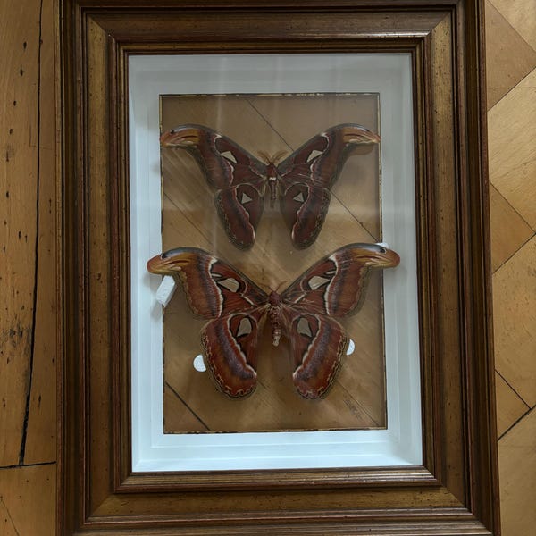 The GIANT Centipede (scolopendra Subspinipes) | Framed & Mounted ...