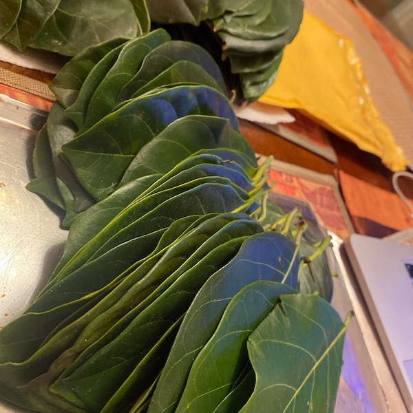Fresh Green Jamun Leaves -organic Leaves Picked 10 Min Before Shipment ...