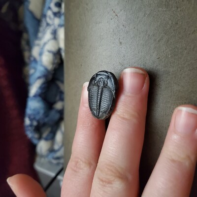 Genuine Trilobite Fossil Lapel Pin Express Yourself - Etsy