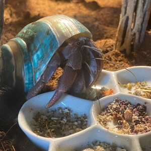 Bat Puffs Hermit Crab Food | Etsy