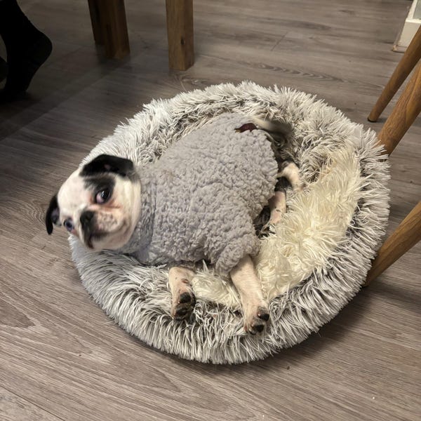 Dog Rugby Shirts. Dog Clothes. Dog Sweatshirts. Dog Outdoor Attire ...