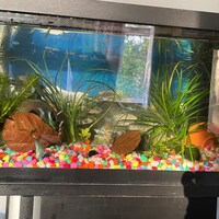 25 Bunched Ceramic Ringed Live Aquarium Aquatic Fish Tank - Etsy UK