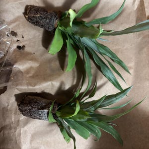 Ananas Red Florida Special (pineapple) Starter Plant **(ALL Plants ...