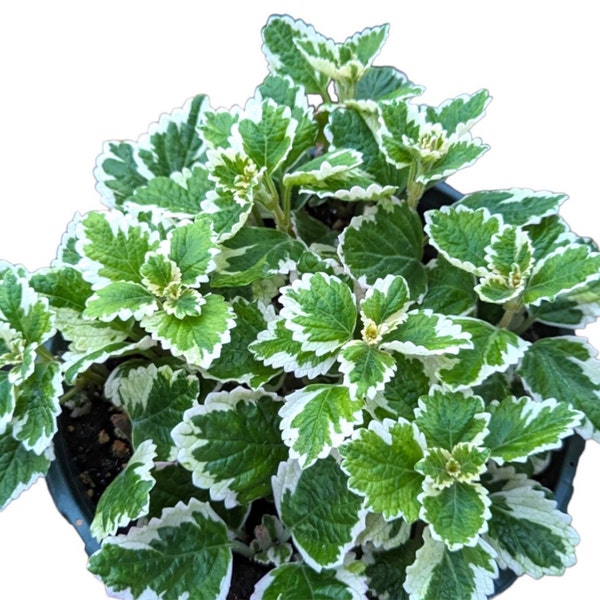 Plectranthus Forsteri 'marginatus' Variegated Swedish Ivy Succulent ...