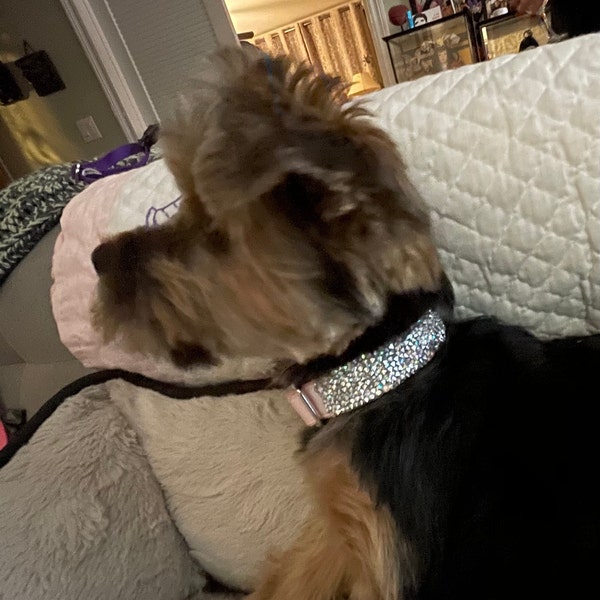 Rhinestone Diamond Bling Dog or Cat Collar 3/4 Sparkly AB Crystal ...