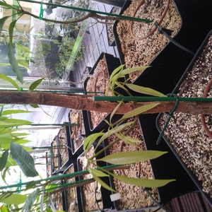 Organic Emperor Lychee Live Plant Litchi Chinensis 1 Live - Etsy UK