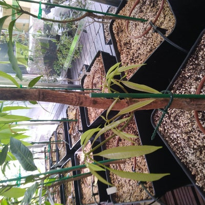 Organic Emperor Lychee Live Plant Litchi Chinensis 1 Live - Etsy UK