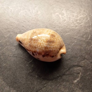 20 Different Species of Olive Shells for Collection With Identification ...