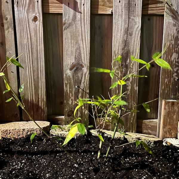 Tropical Blue Bamboo Bambusa Chungii NON-INVASIVE, CLUMPING - Etsy