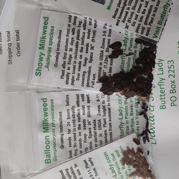 Spider Milkweed (asclepias Viridis) Packet of 12 Seeds With FREE ...