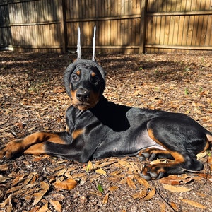 Doberman Ear Posting Brace - Etsy