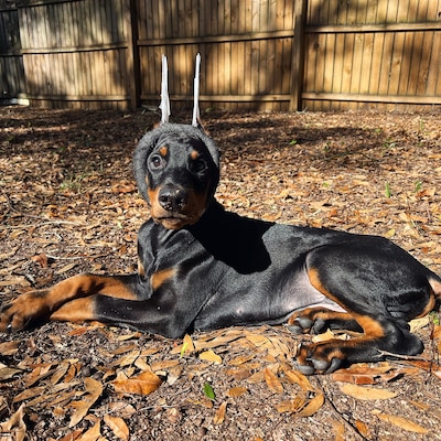 Doberman Ear Posting Brace - Etsy