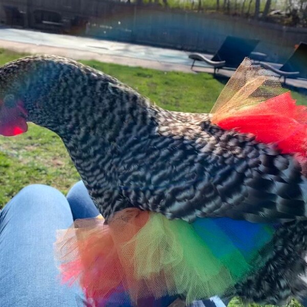 Rainbow Chicken Tutu - Etsy