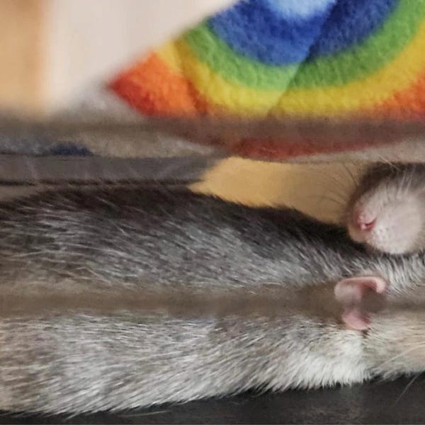 Large Chunky Wood Pet Perch for Cage, Pet Rat Toy Accessories, Rat ...