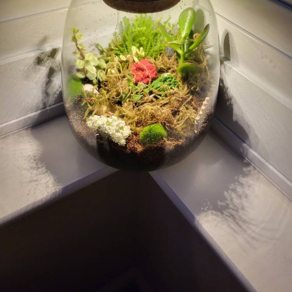 Large Glass Terrarium Jar With LED Cork Lid - H25cm X D23cm - Etsy UK