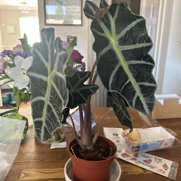 Mixed Alpine Plants - Vibrant Garden Perennial Large Flowering Rockery ...