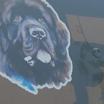 Funny Different Dog Breeds Car Decal Dog Sticker - Etsy