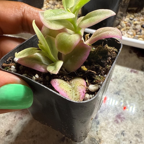 Variegated Baby Sun Rose, Ice Plant, Pink Succulent, Rare Plant in 2 ...