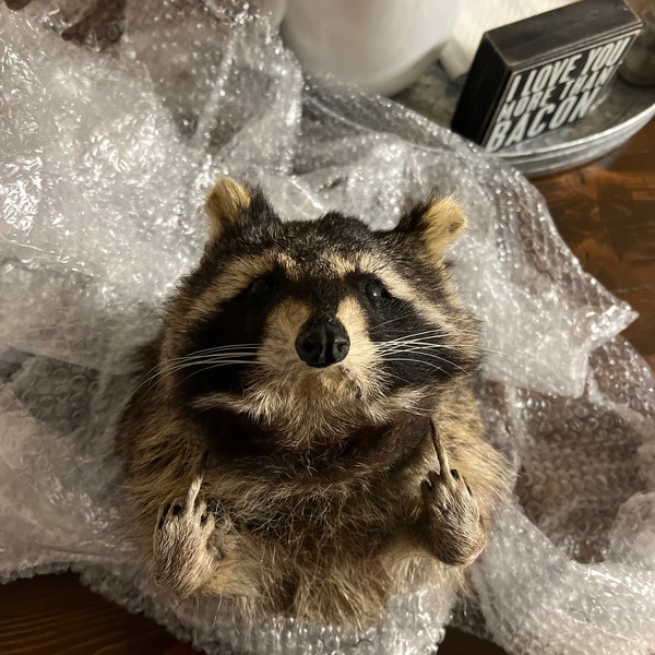 Huge Wet Specimen Piebald Pied Morph Ball Python Taxidermy Mount ...