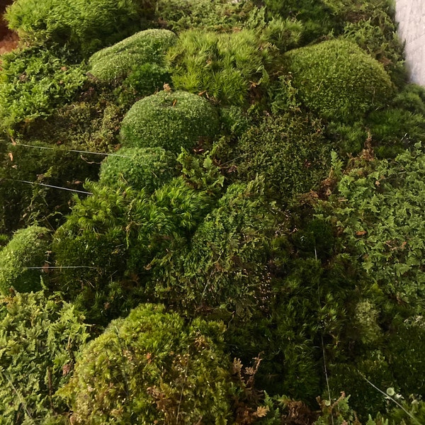 Moss, Bulk Moss Assortment ~ 8 Sq Ft, Live Moss, NOT PRESERVED ...