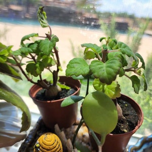 Bonsai Mint plectranthus Ernstii Caudex - Etsy