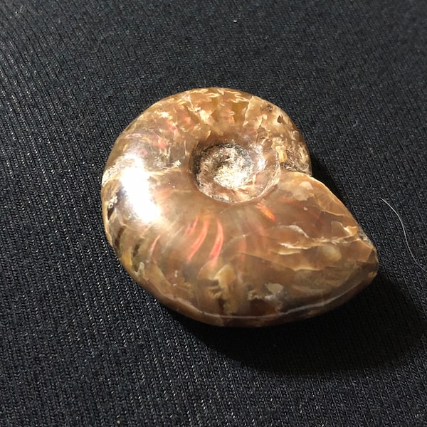 Ammonite Crystal Shell (1) Raw Crystal Fossil ONE Ammonite Fossil ...