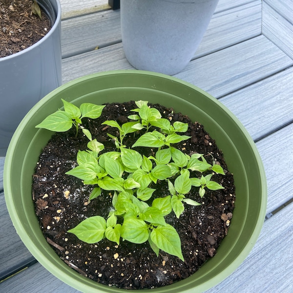 SEEDS Aji Dulce Puerto Rico Sweet Pepper | 75 Heirloom Seeds | Capsicum ...