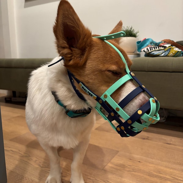 Custom Biothane Dog Muzzle – Personalized Fit With Forehead Strap - Etsy
