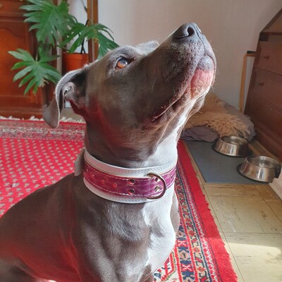 Dog Bite Collar Fashion Bully Dog Supplies Pitbull Bulldog PU Collar ...