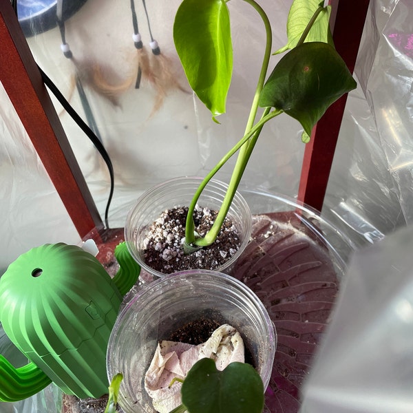 Variegated Money Tree (pachira Aquatica) - Etsy