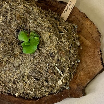 Golden Brush Dwarf Ginger Burbidgea Schizocheila Live Plant - Etsy