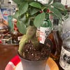 Ficus Microcarpa Ginseng in 5" Pot-bonsai Plant-funny New Doctor Gift ...