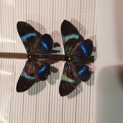 Pack of Two Scorpions Heterometrus Laoticus Thailand 100/120mm ...